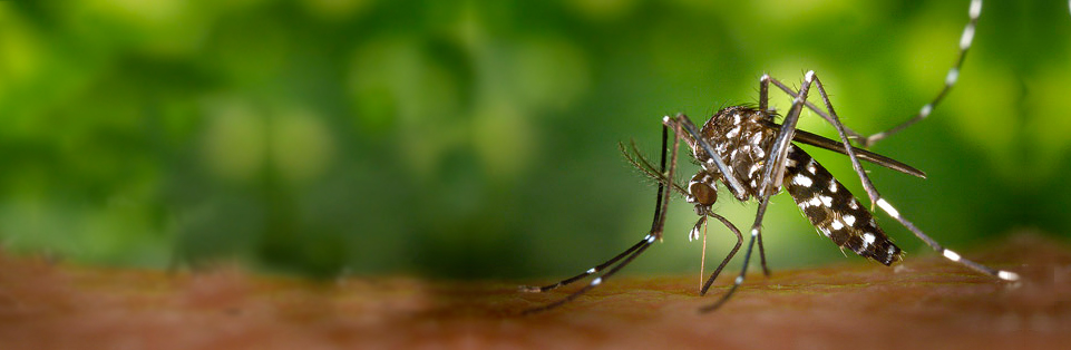 Servei de Control de Mosquits | Consell Comarcal del Baix Llobregat